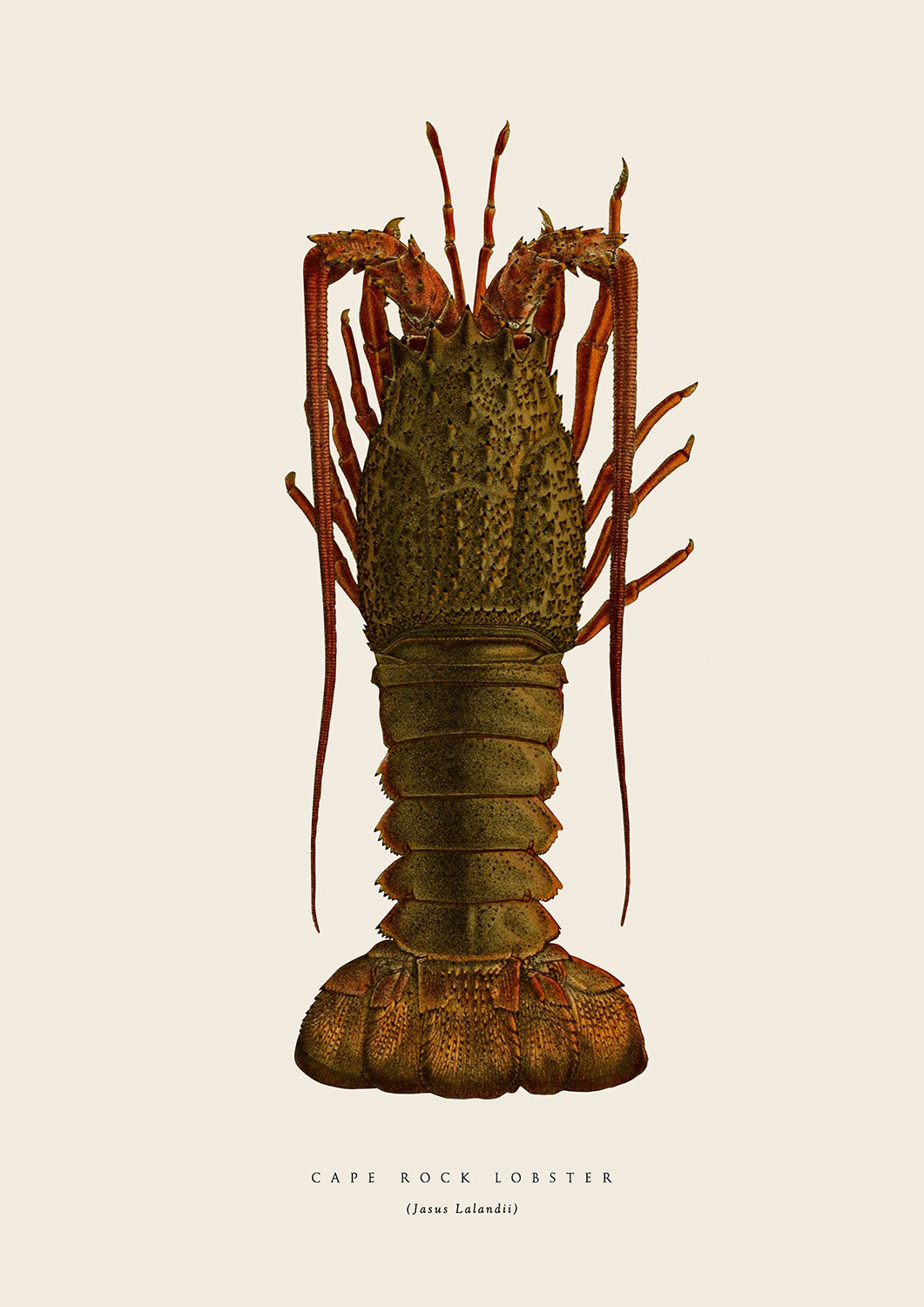 Cape Rock Lobster – soilprints