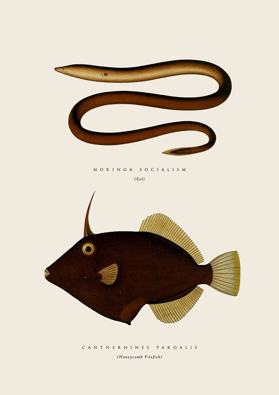 Fish – soilprints