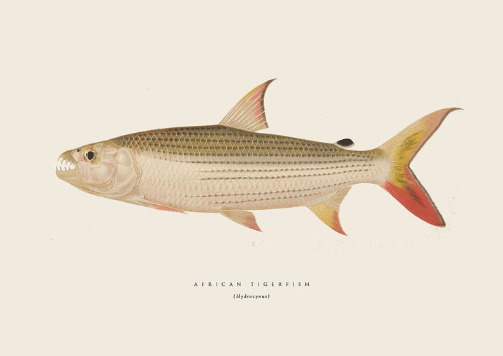 Fish – soilprints