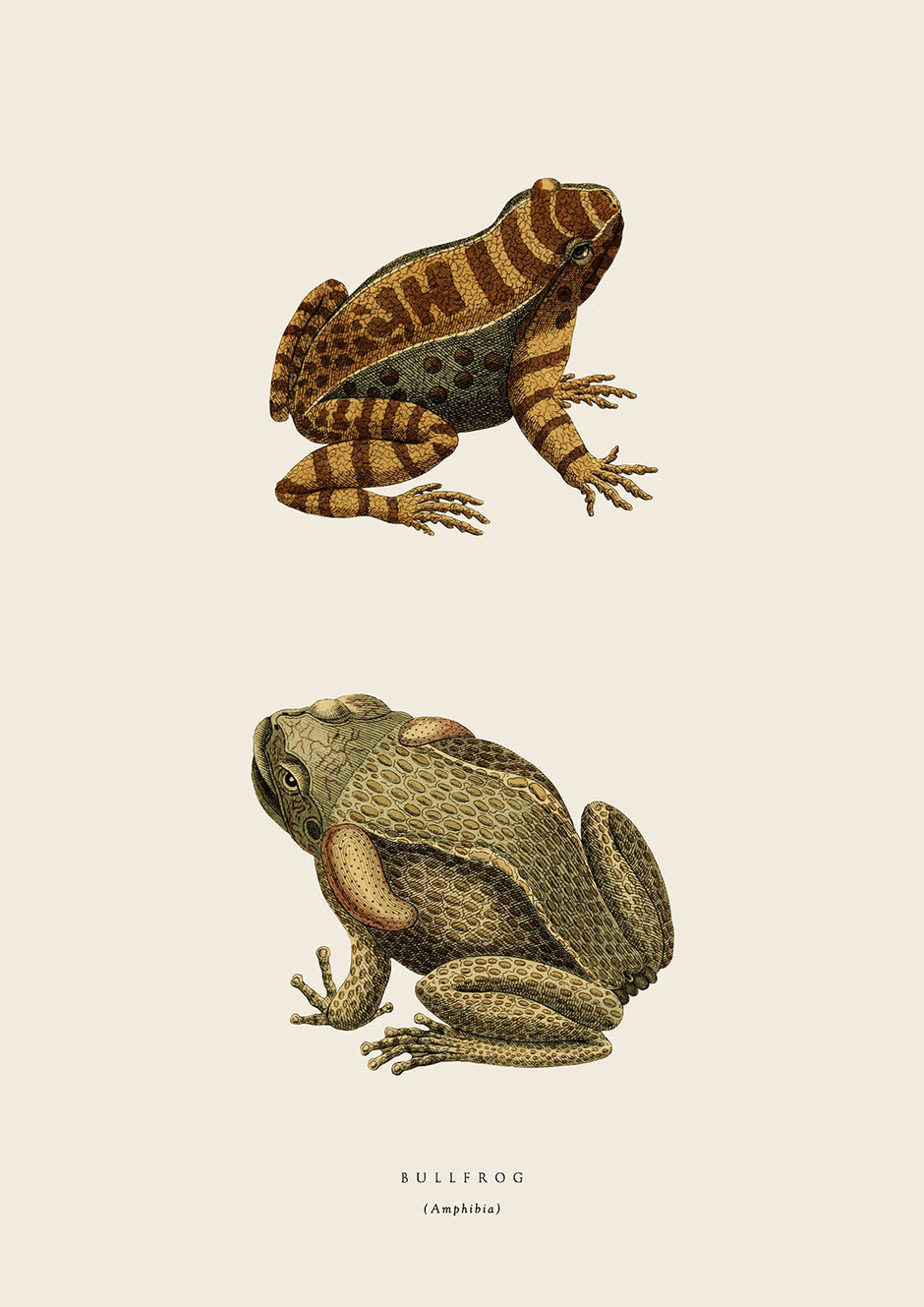 Soil Prints | Hand Illustrated Prints | Reptiles – soilprints